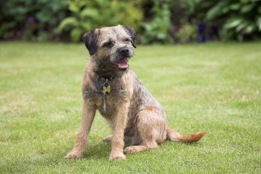 Border Terrier : Guide Complet, Prix, Caractère et Conseils